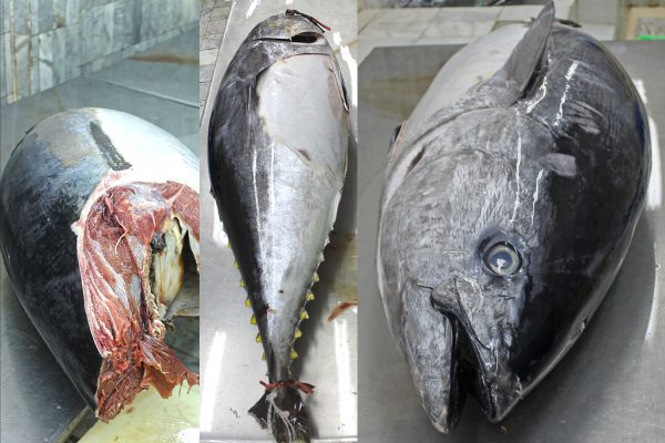 Using Product from Canned Tuna Factory Indonesia for Cooking School