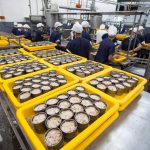 Indonesia Tuna Factory - Indonesia Tuna Factory Supply best Quality of ...