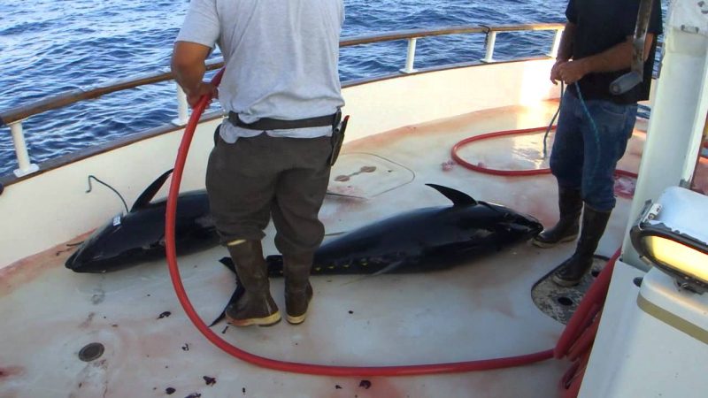 Step by Step of Tuna Gilled and Gutted Procedure