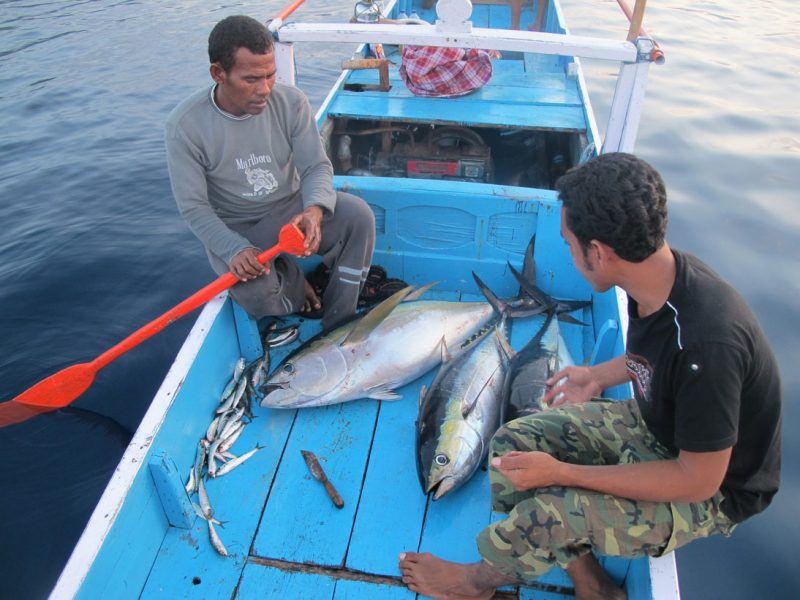 Unique Side of Traditional Indonesia Tuna Fishing